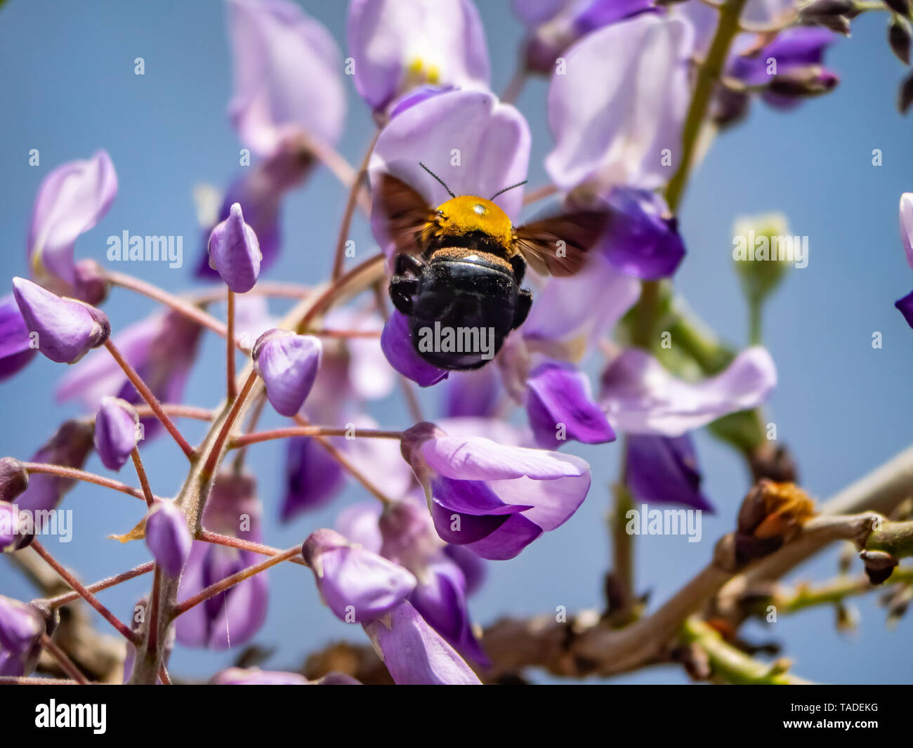 A Japanese carpenter bee, xylocopa appendiculata circumvolans, feeds ...