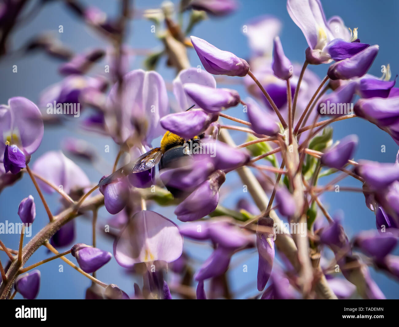 A Japanese carpenter bee, xylocopa appendiculata circumvolans, feeds ...