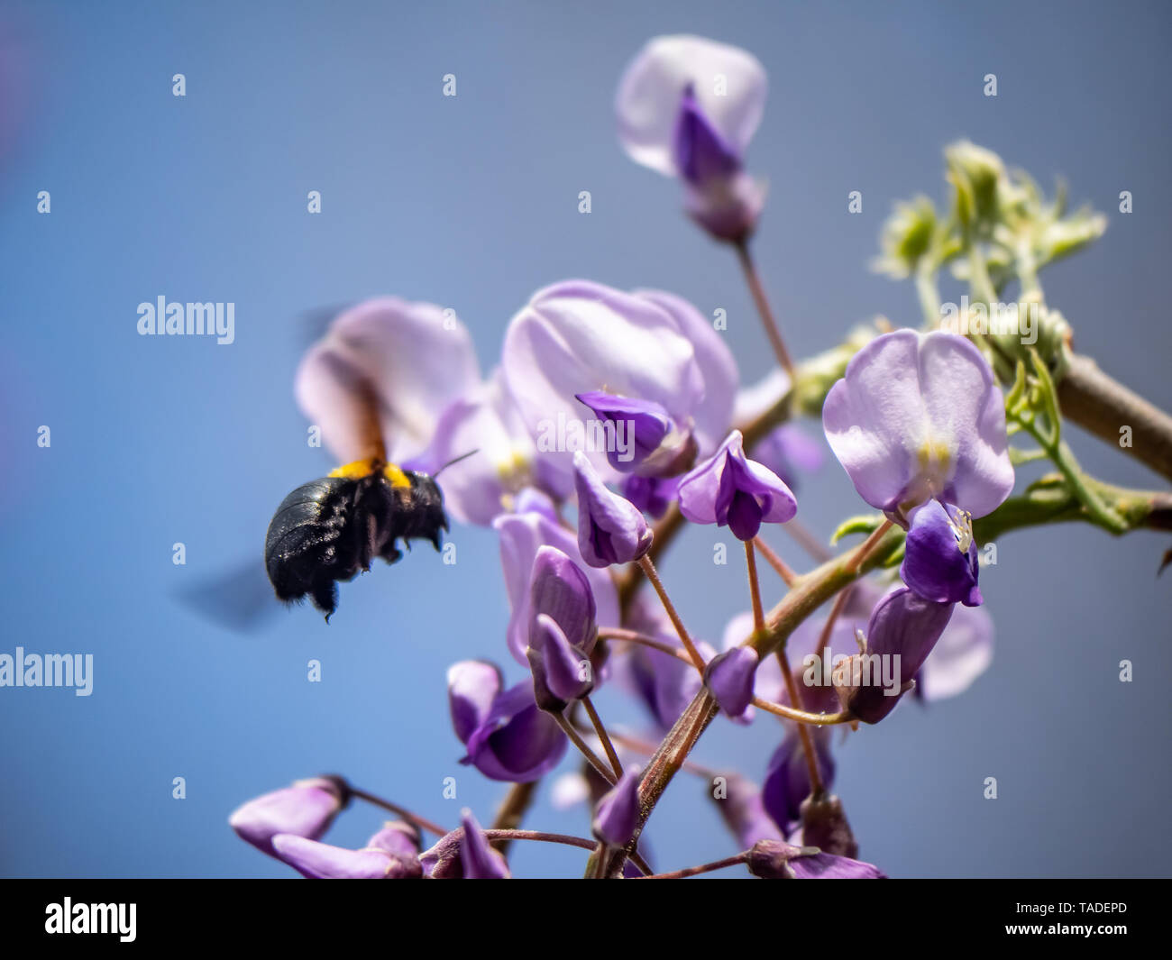 A Japanese carpenter bee, xylocopa appendiculata circumvolans, feeds ...