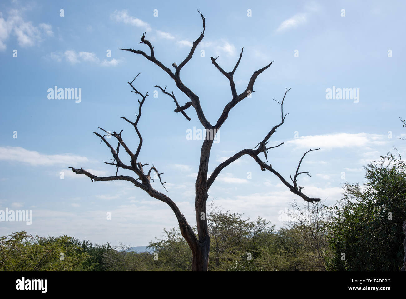 Skeleton of a dead tree hi-res stock photography and images - Alamy
