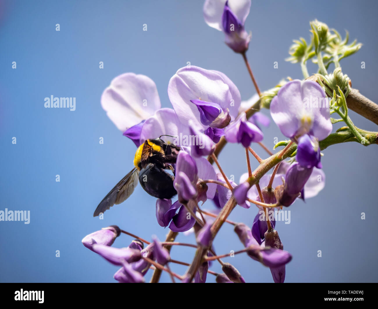 A Japanese carpenter bee, xylocopa appendiculata circumvolans, feeds ...