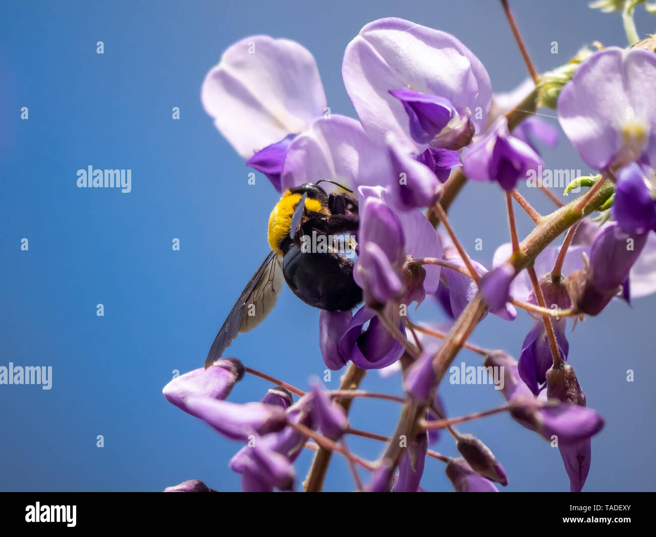 A Japanese carpenter bee, xylocopa appendiculata circumvolans, feeds ...