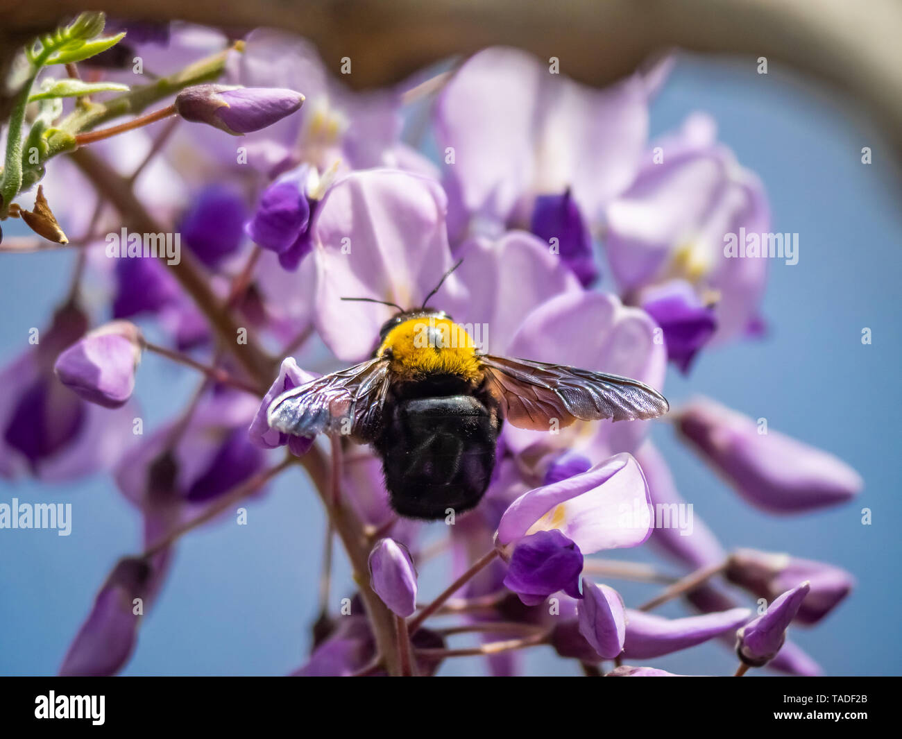 A Japanese carpenter bee, xylocopa appendiculata circumvolans, feeds ...