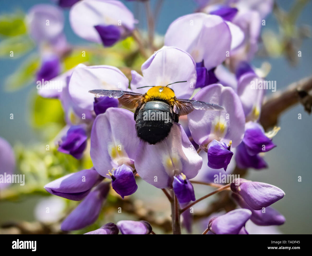 A Japanese carpenter bee, xylocopa appendiculata circumvolans, feeds ...