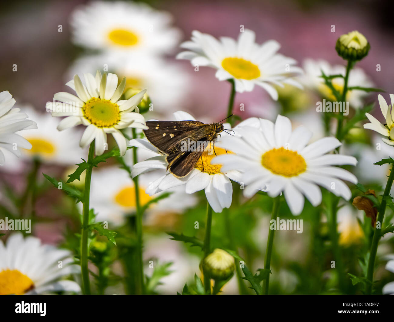 A grass skipper butterfly feeds from daisies in a park in Yamato, Japan ...