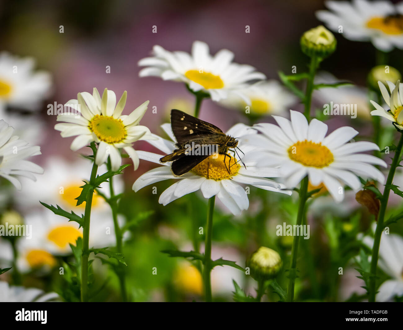 A grass skipper butterfly feeds from daisies in a park in Yamato, Japan ...