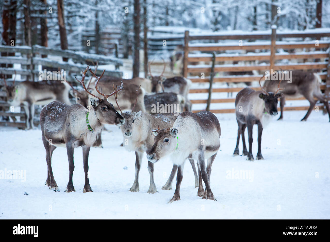 Reindeer herd, Lapland, Northern Finland Stock Photo - Alamy