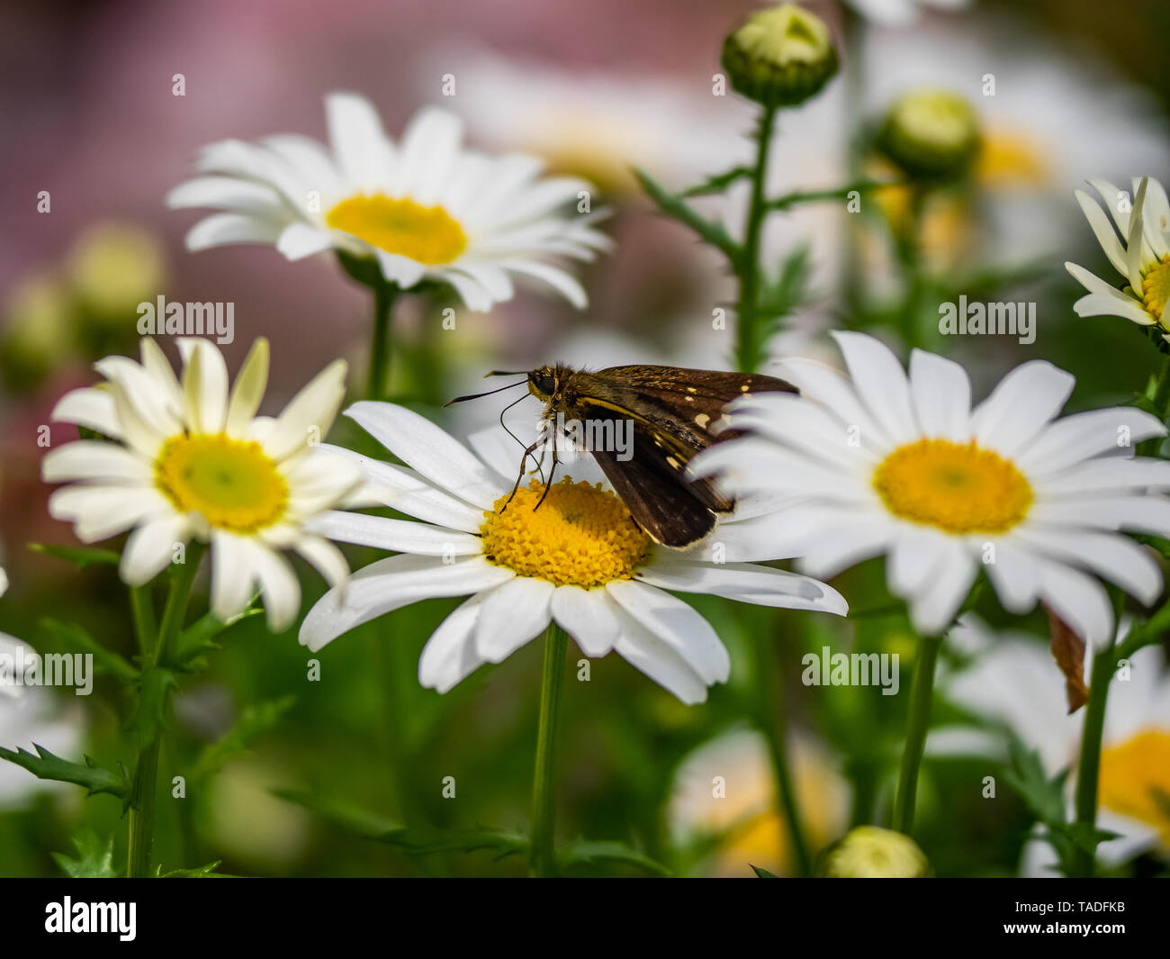 A grass skipper butterfly feeds from daisies in a park in Yamato, Japan ...