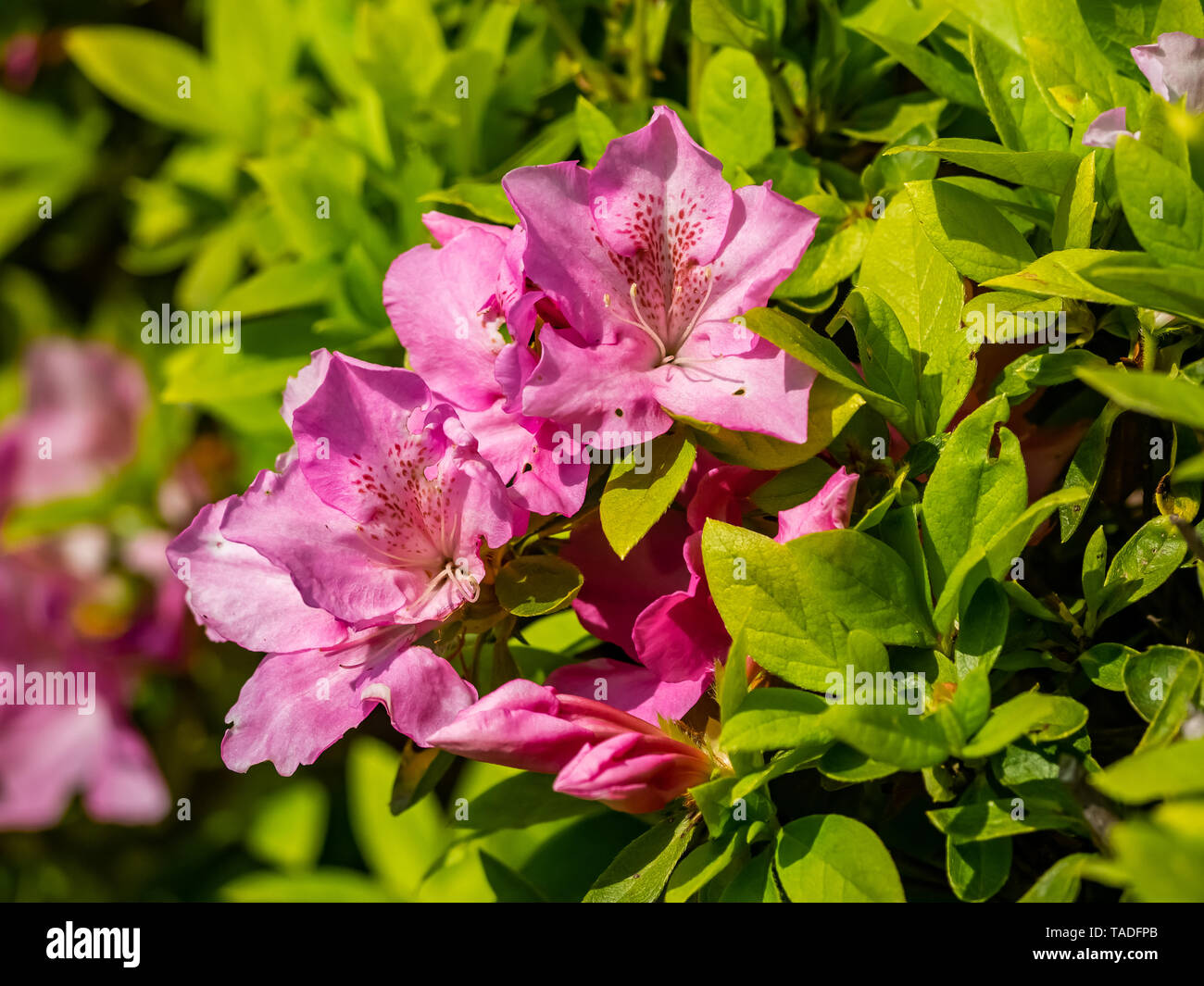 Pink flowers evergreen japanese azalea hi-res stock photography and ...