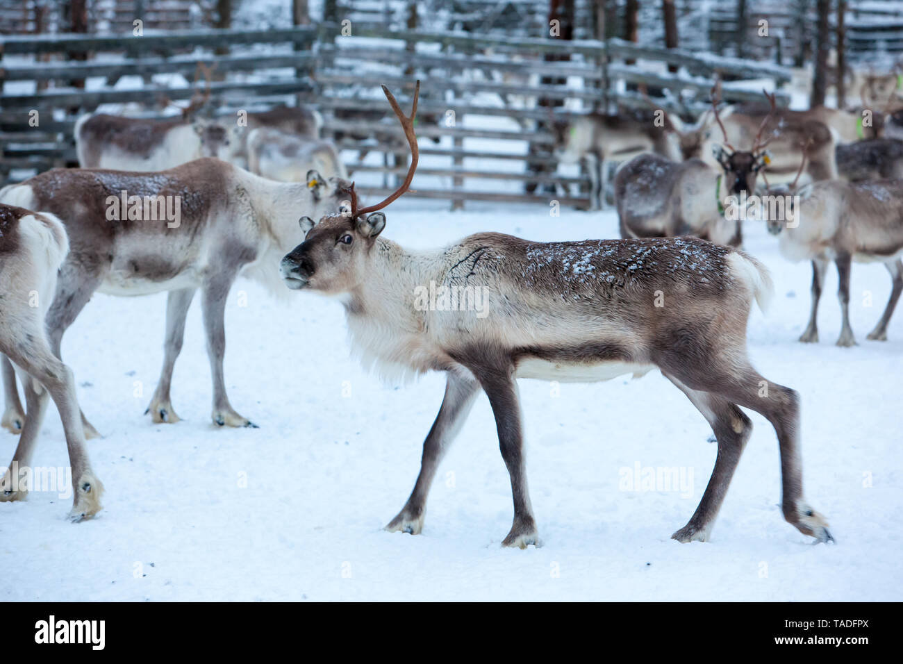 Reindeer migration to breeding grounds Stock Photo - Alamy