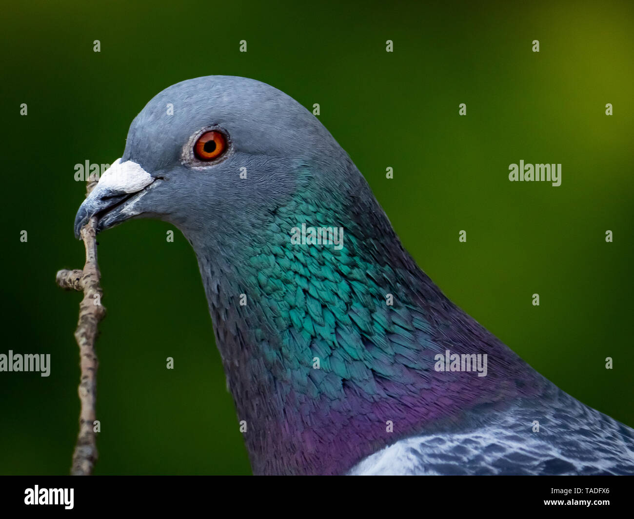 Rock pigeon nest hi-res stock photography and images - Alamy