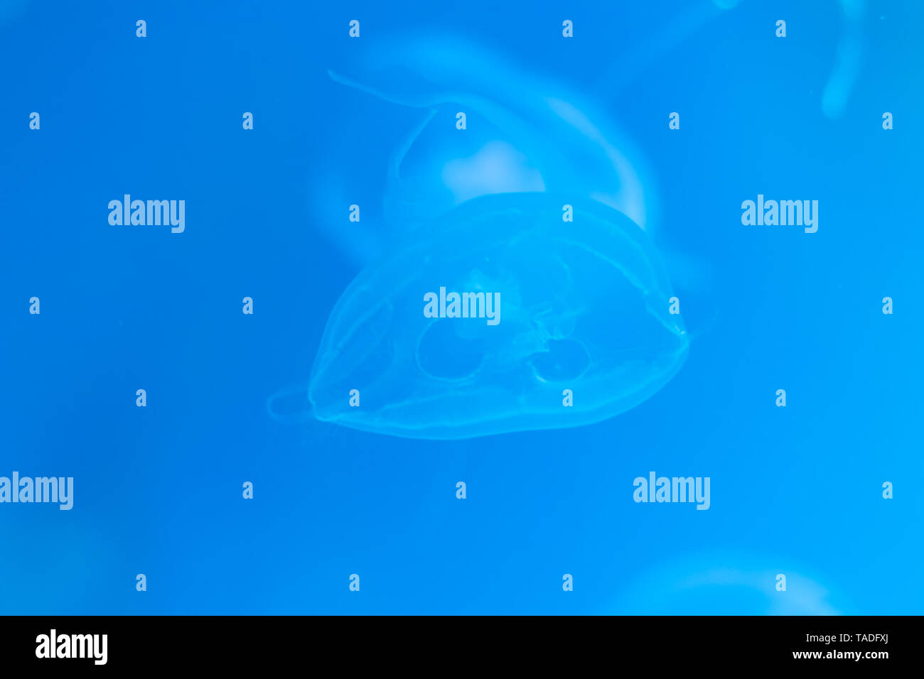 Close-up Jellyfish, Medusa in fish tank with neon light. Jellyfish is ...