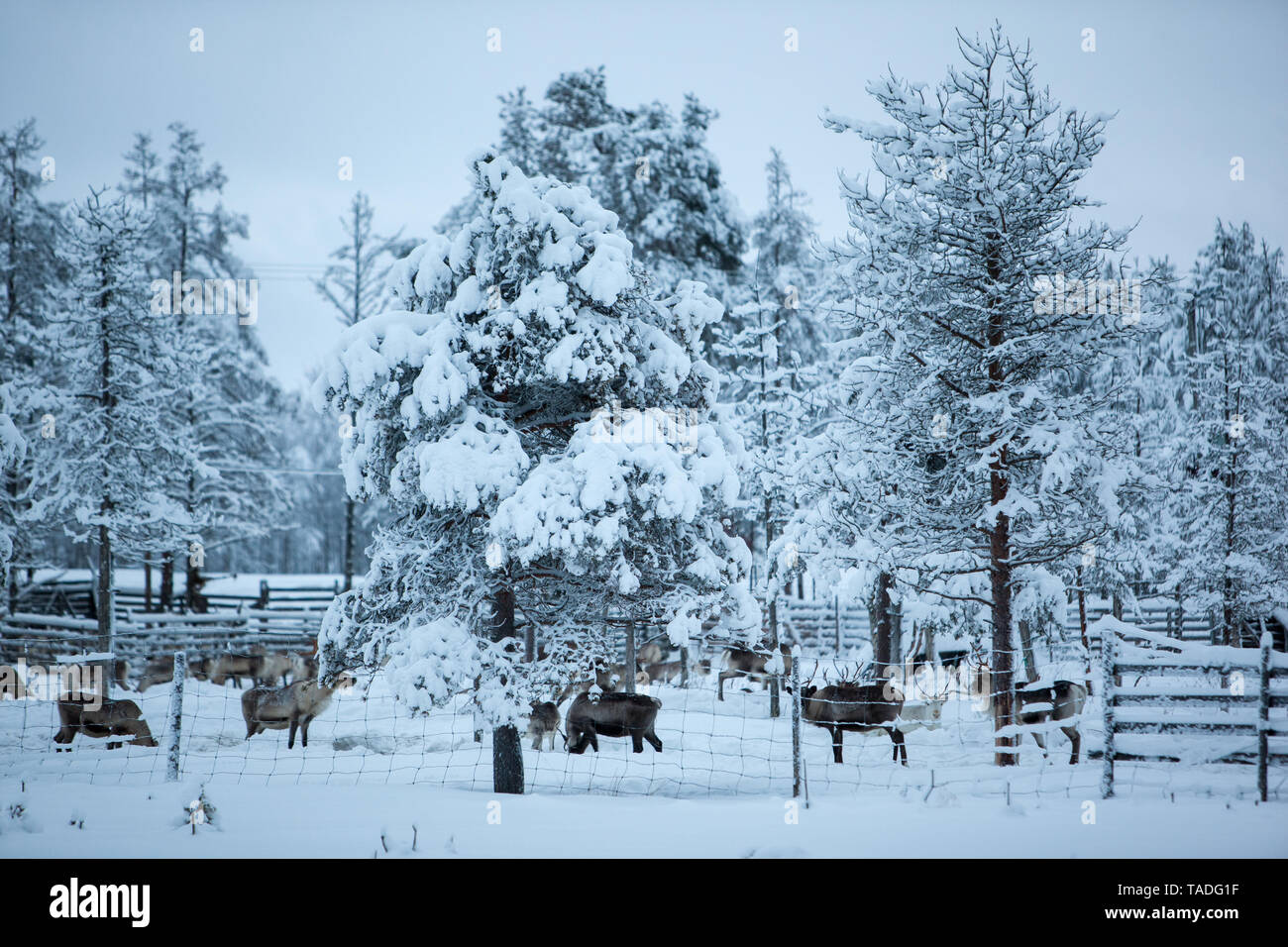 Finnish forest reindeer hi-res stock photography and images - Alamy