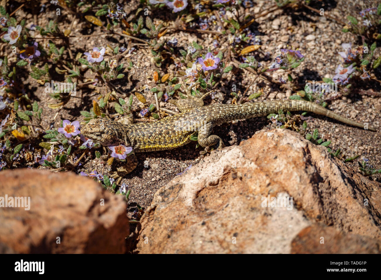 Atacama desert lizard hi-res stock photography and images - Alamy