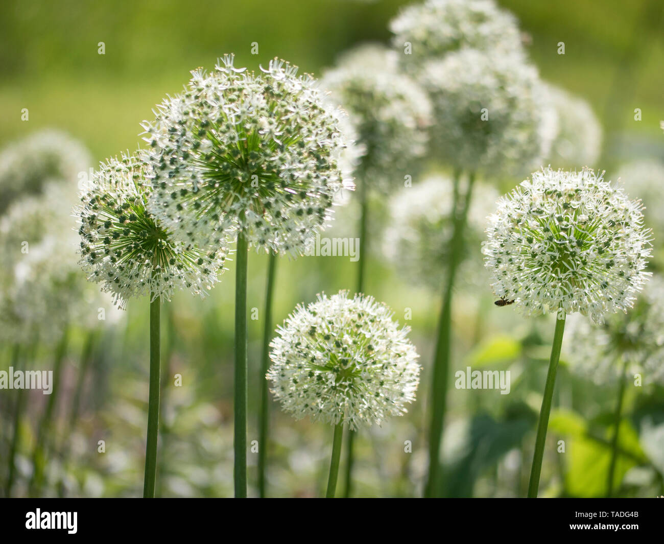 White giant alliums flowering in spring boarder Stock Photo - Alamy