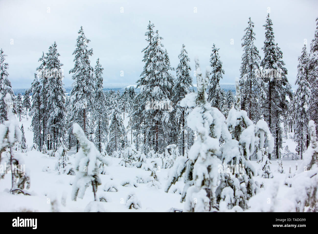 Cold and snowy winter in Lapland Stock Photo - Alamy