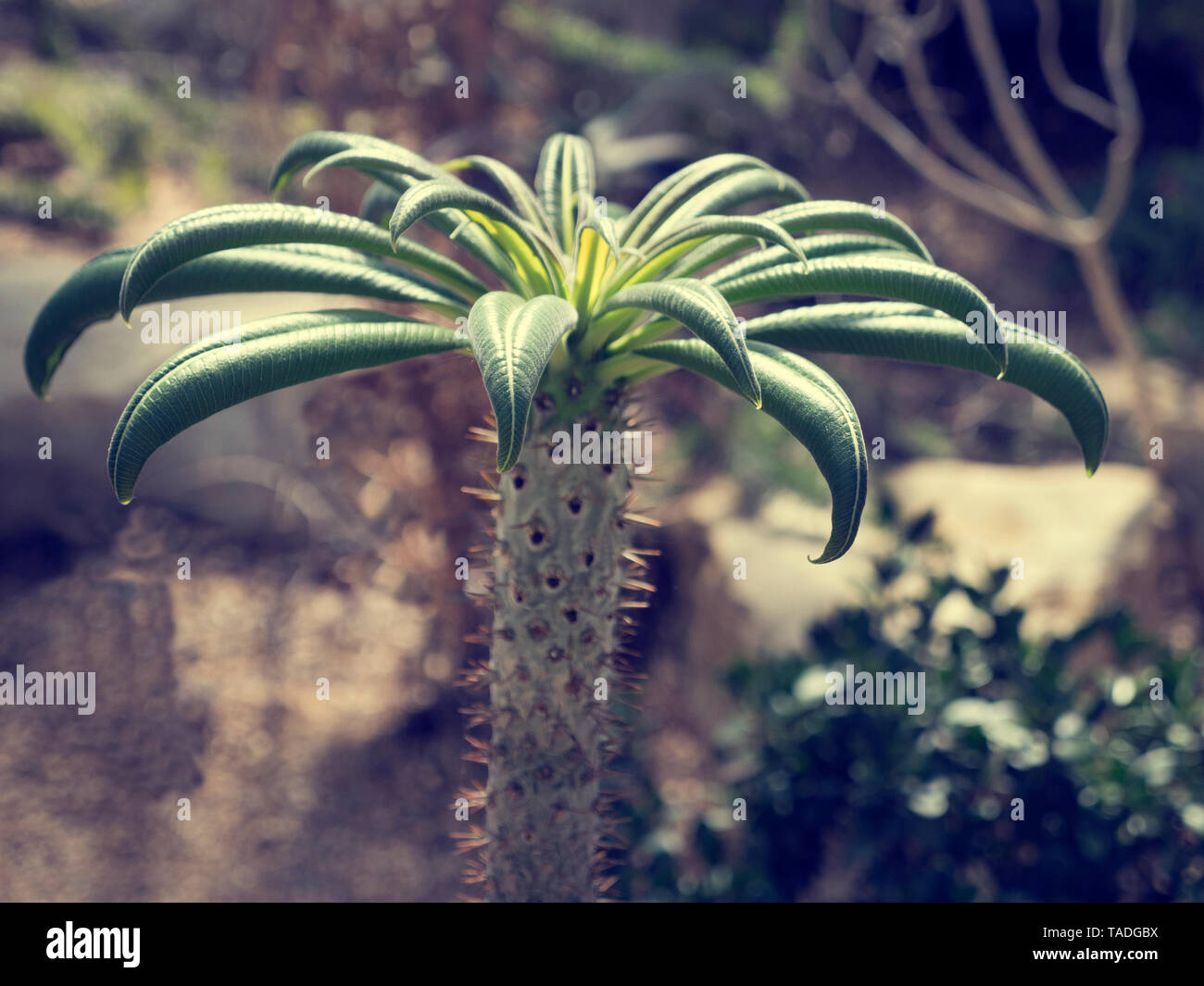 Desert tree cactus hi-res stock photography and images - Alamy
