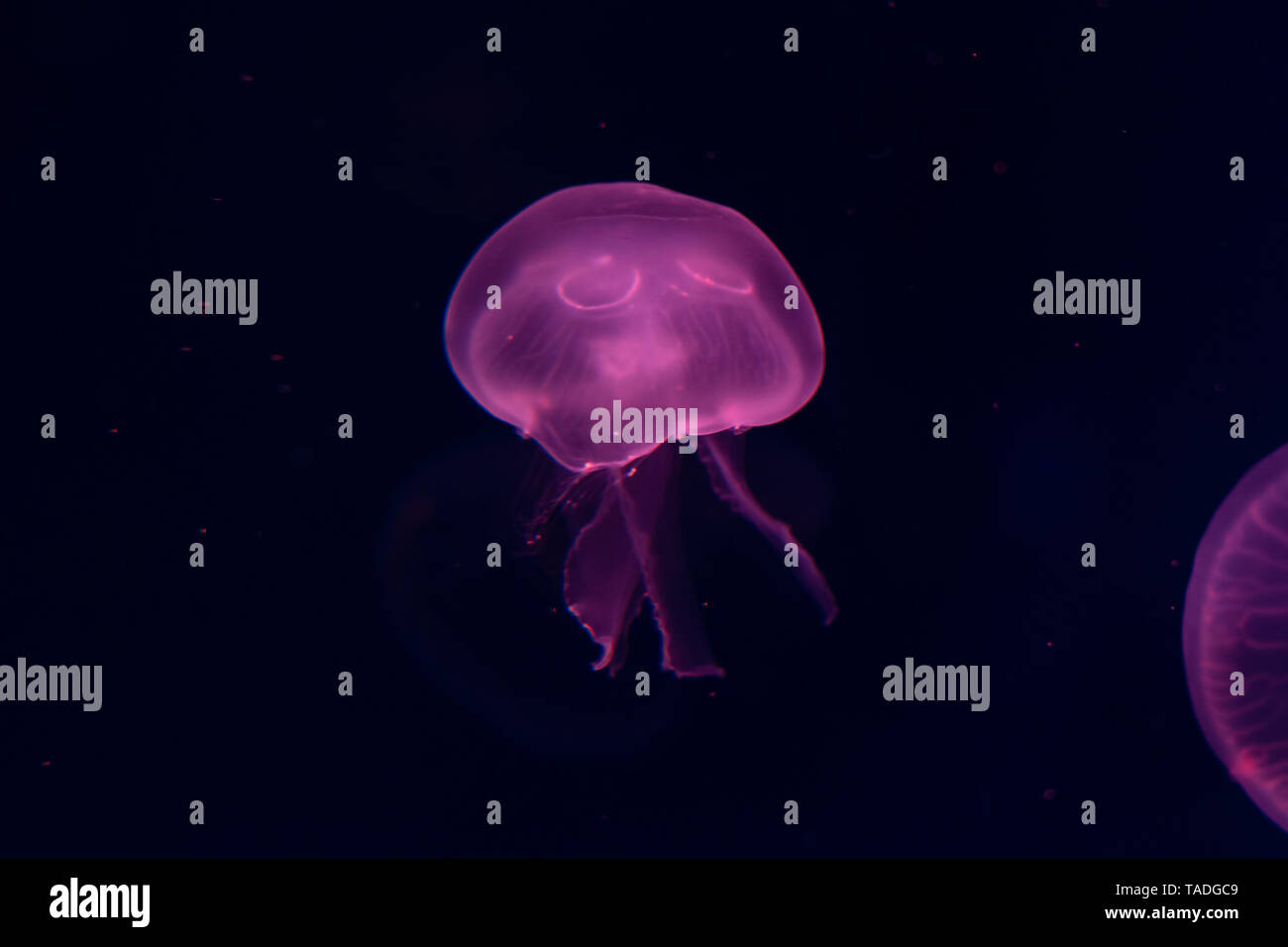 Close-up Jellyfish, Medusa in fish tank with neon light. Jellyfish is ...