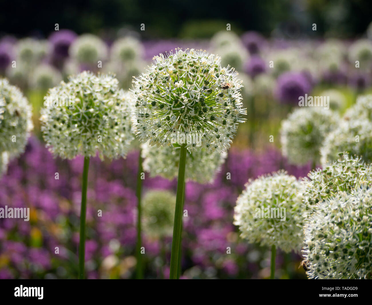 White giant Alliums flowering in spring boarder Stock Photo - Alamy