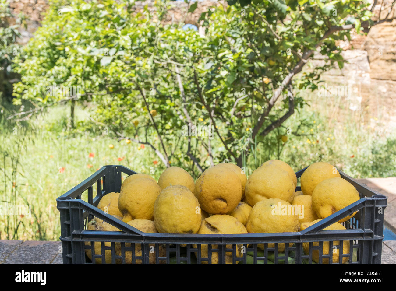 Lemon plant in container hi-res stock photography and images - Alamy
