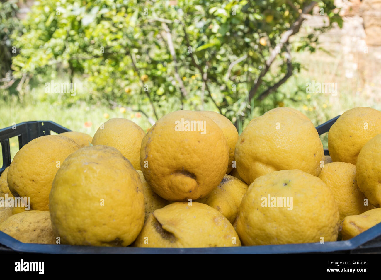 Sicilian Lemons High Resolution Stock Photography and Images - Alamy