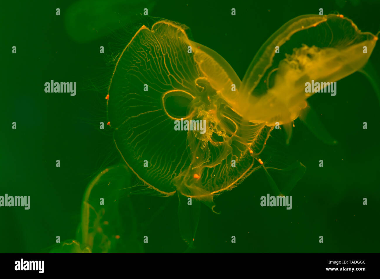 Close-up Jellyfish, Medusa in fish tank with neon light. Jellyfish is ...