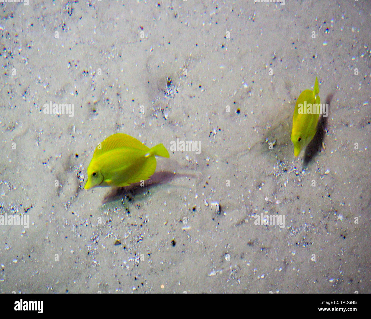 two small yellow fish at the bottom of the sea Stock Photo - Alamy