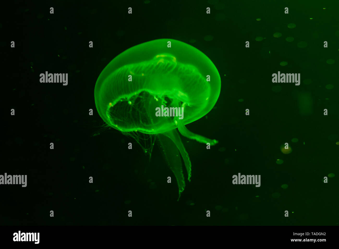 Close-up Jellyfish, Medusa in fish tank with neon light. Jellyfish is ...