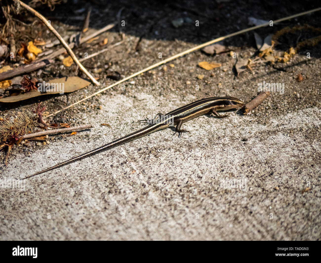 Five lined skink japan hi-res stock photography and images - Alamy