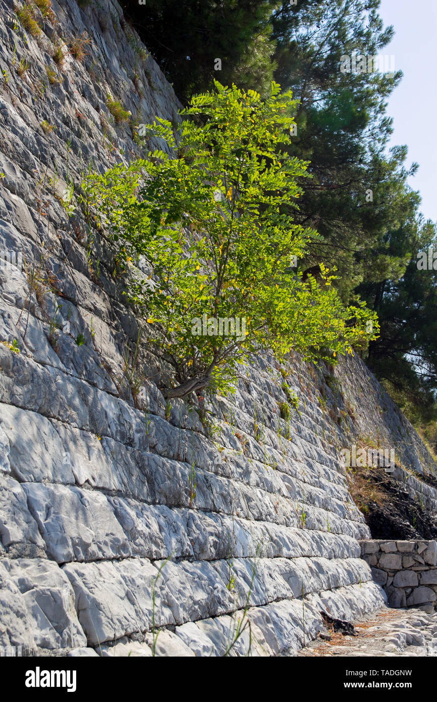 Lonely tree growing on top of the rock Stock Photo - Alamy