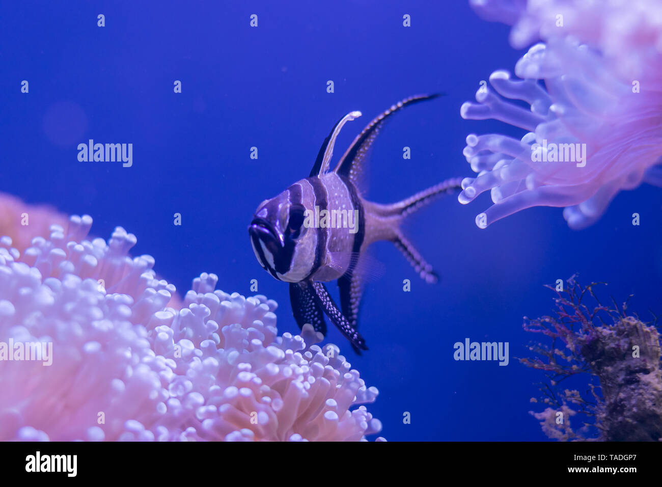 Beautiful sea flower in underwater world with corals and fish Stock ...