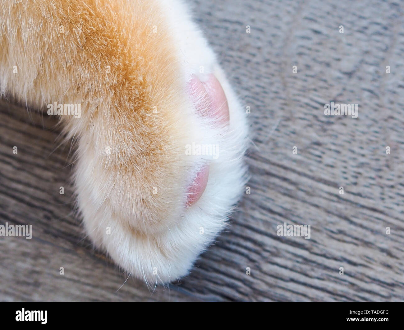 Cats paw raised hi-res stock photography and images - Alamy