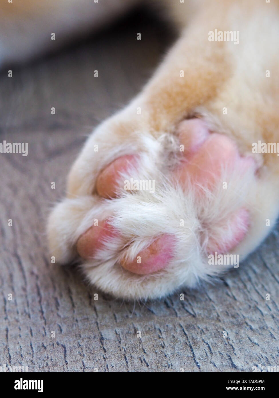 Paw cat lying on a wooden table Stock Photo - Alamy