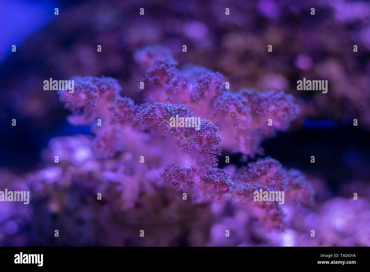 Beautiful sea flower in underwater world with corals and fish Stock ...