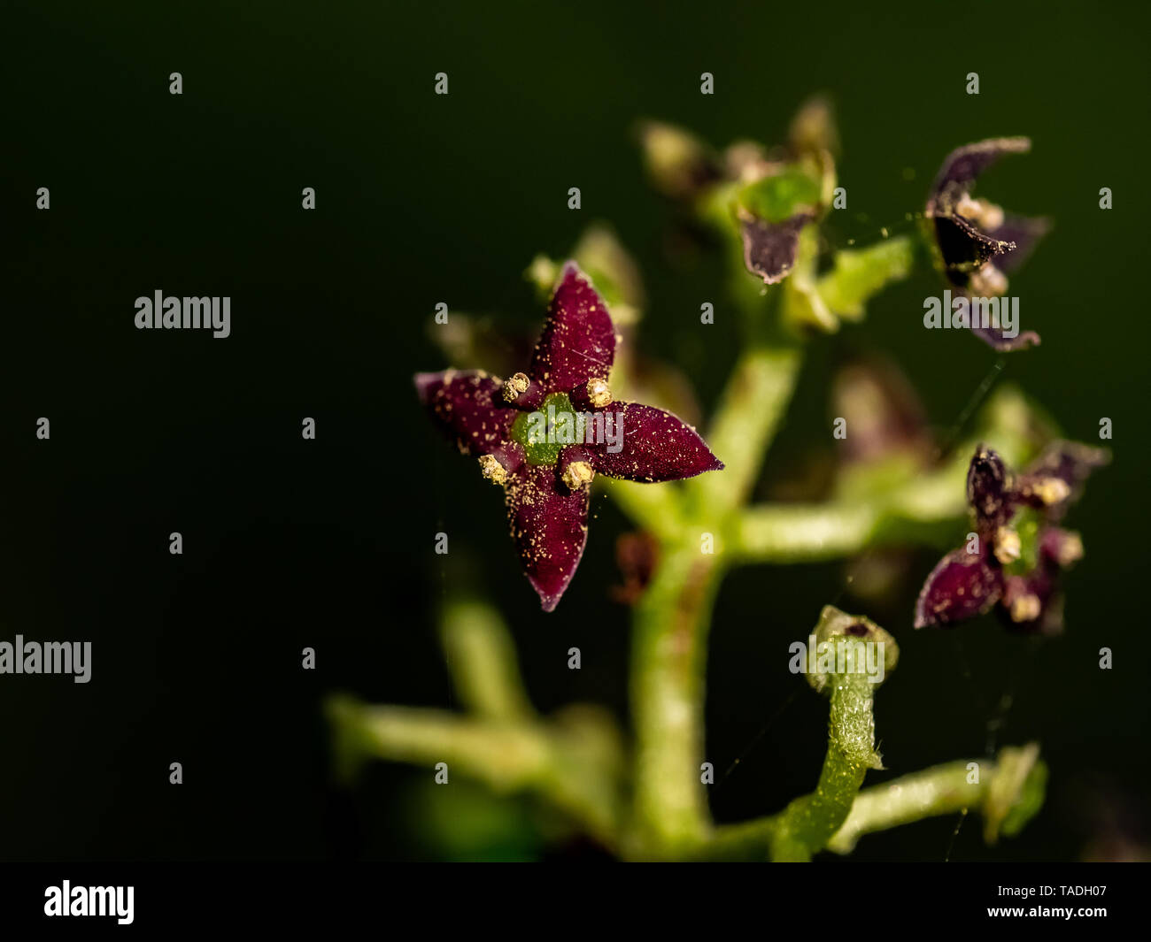 A Macro photo of Japanese aucuba blossoms, aucuba japonica, in bloom ...