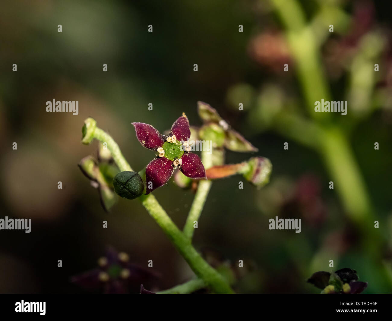 A Macro photo of Japanese aucuba blossoms, aucuba japonica, in bloom ...