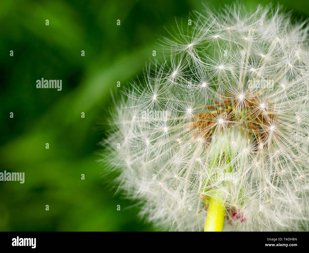 Dandelion. Dandelion fluff. Dandelion tranquil abstract closeup art ...