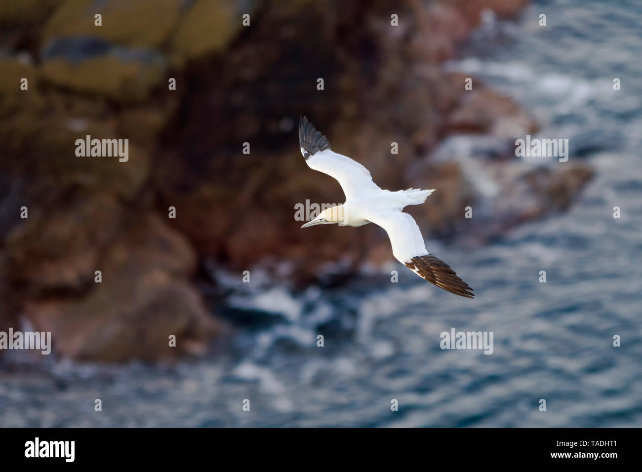 Gannet image hi-res stock photography and images - Alamy