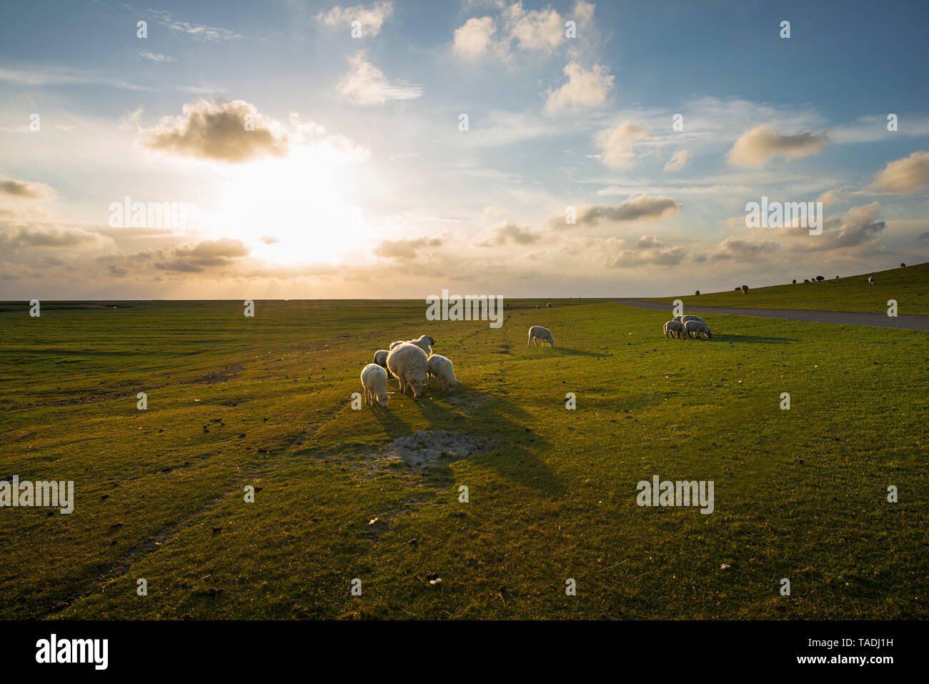 Sheep at sunset hi-res stock photography and images - Alamy