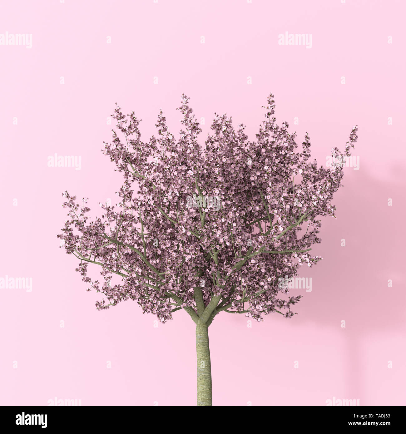 3D rendering, Blossoming cherry tree Stock Photo - Alamy
