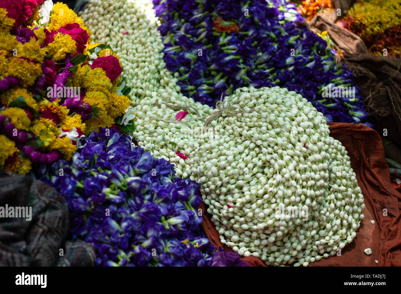 Carnation of india hi-res stock photography and images - Alamy