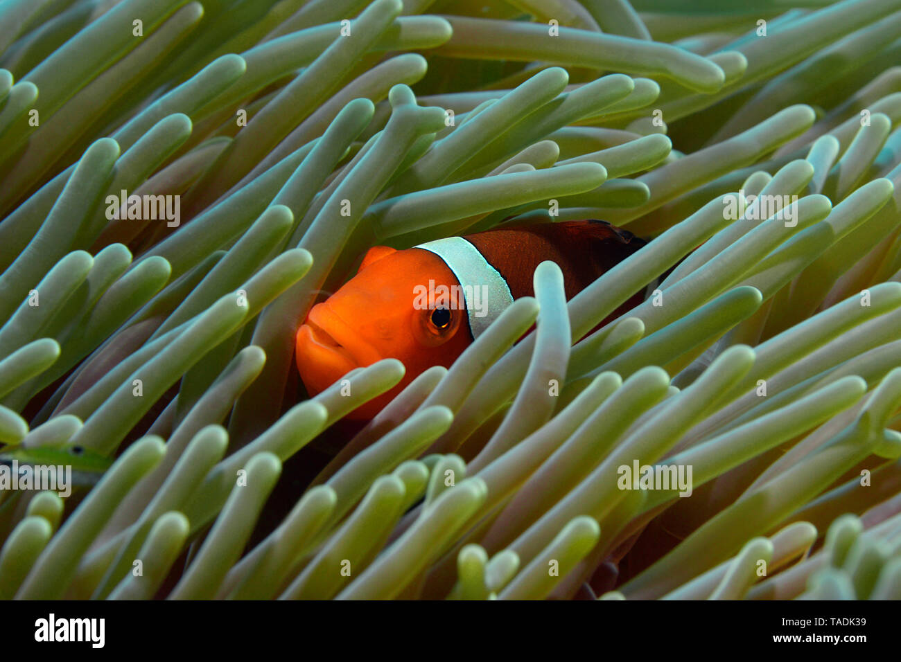 False percula clownfish or common clownfish hi-res stock photography ...