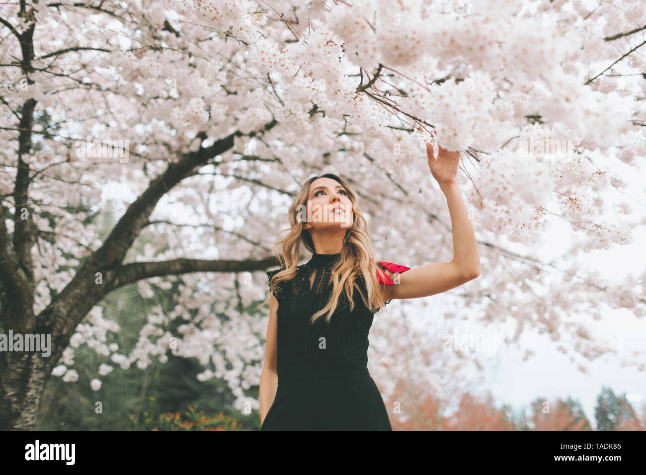 Beautiful woman admiring flowering cherry tree Stock Photo - Alamy