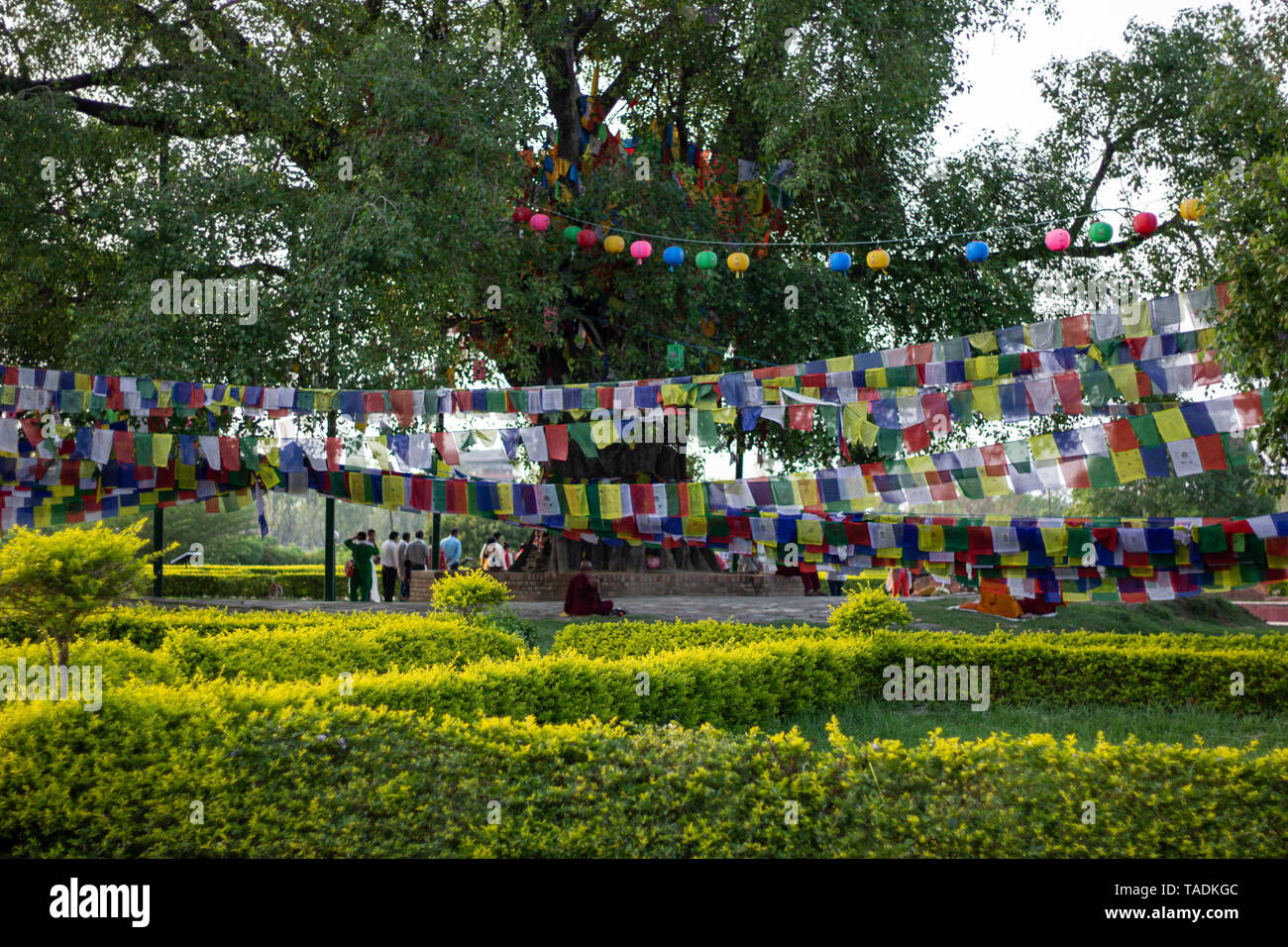 Famous Lumbini Bodhi tree with prayer flags and people surrounding it ...