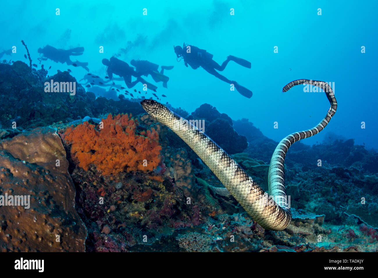 Krait High Resolution Stock Photography and Images - Alamy