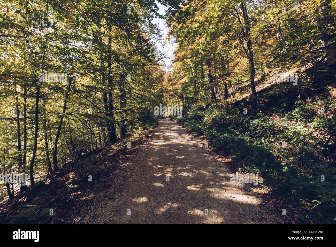 Irati forest spain hi-res stock photography and images - Alamy