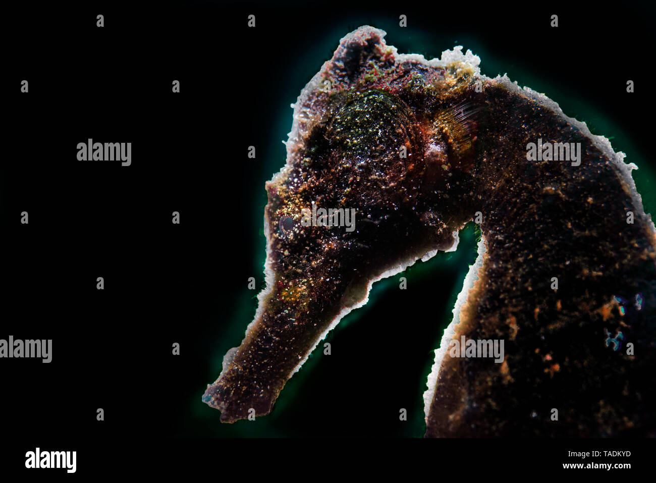 Seahorse close up hi-res stock photography and images - Alamy