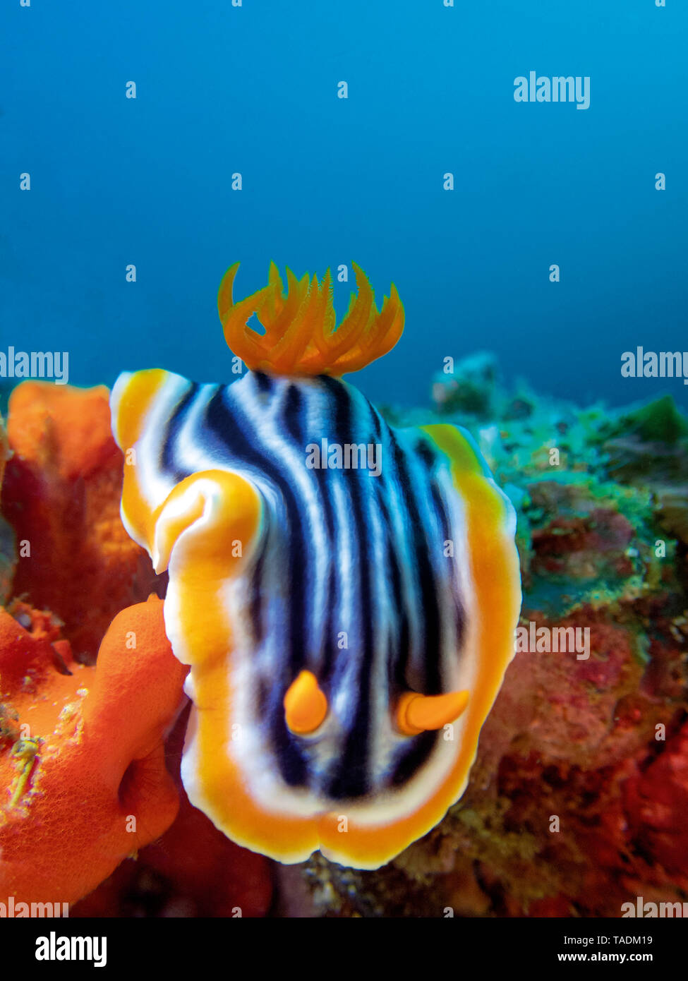 Pyjama slug, Chromodoris quadricolor Stock Photo - Alamy