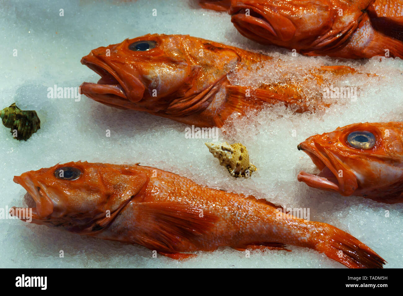 Fresh and wild red snapper fish on ice at fish market, Canada Stock ...