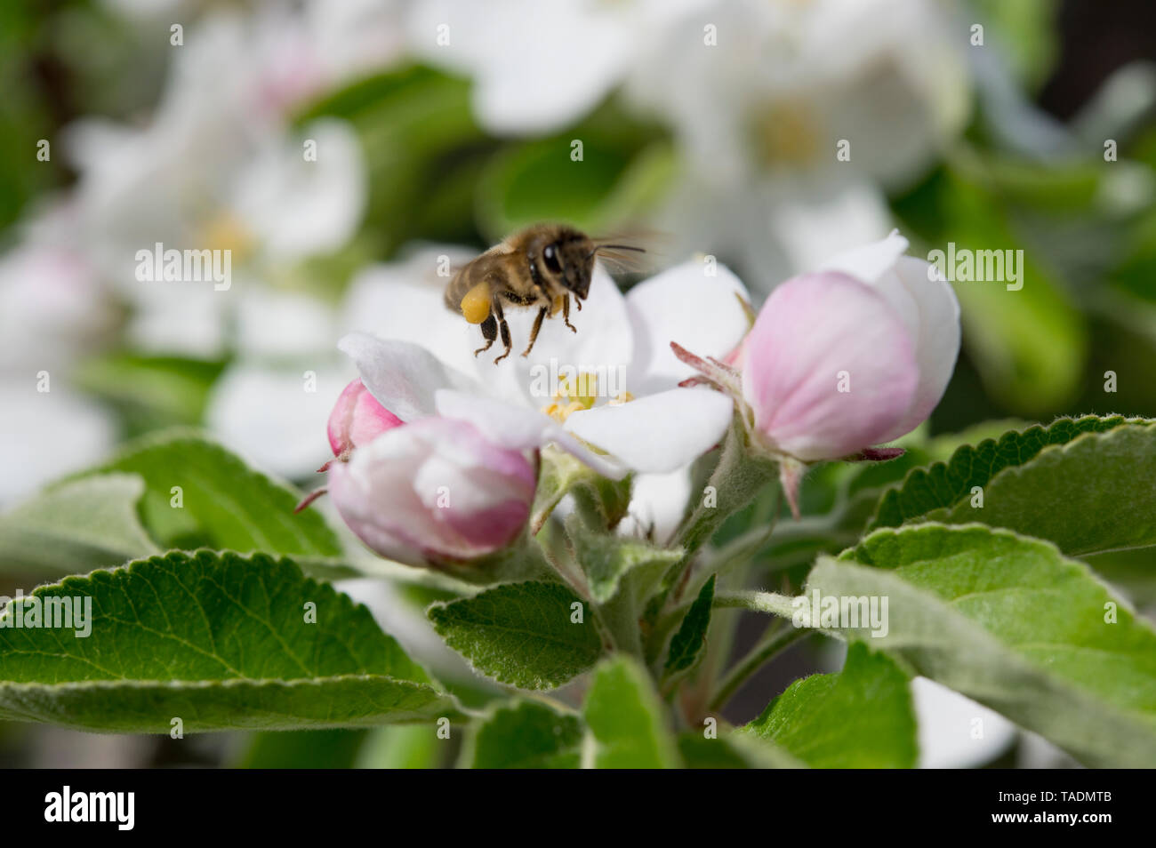 Bee on apple blossom hi-res stock photography and images - Alamy